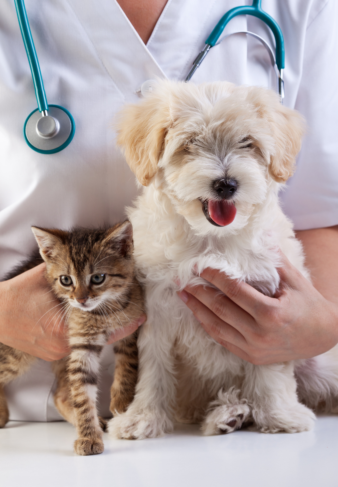 Your Pet Might Have Ringworm If.... - Pet Sitting and Dog Walking in ... Your Pet Might Have Ringworm If.... - Pet Sitting and Dog Walking in ...